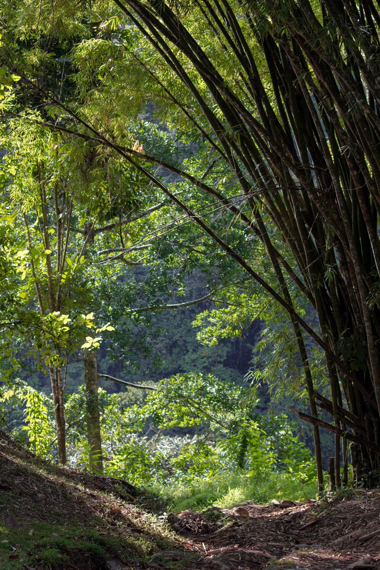 Costa Rica 2015 - John Oakes Online