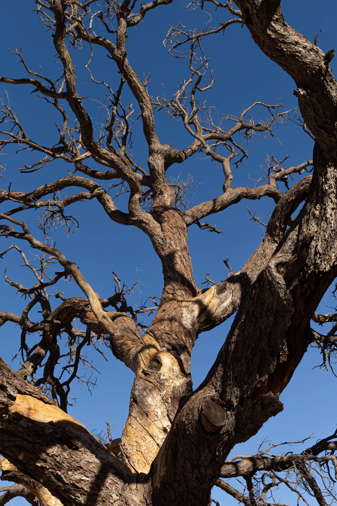 Joshua Tree - John Oakes Online